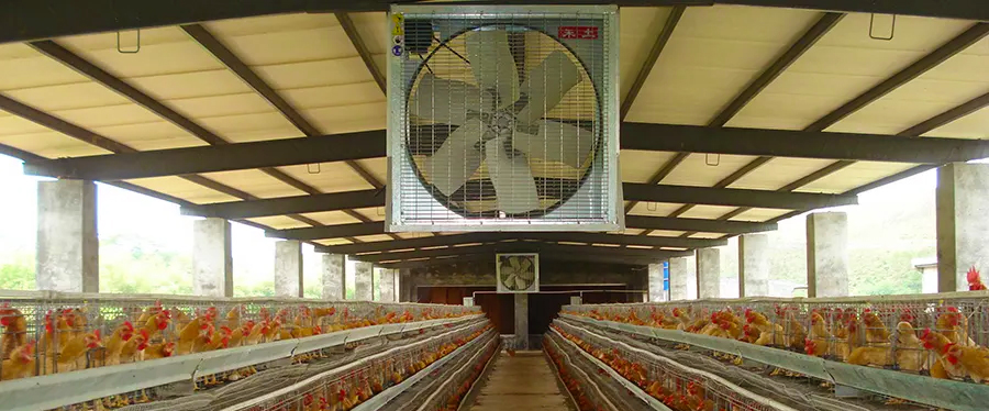 China plastic chicken transport cages manufacturers, plastic chicken ...