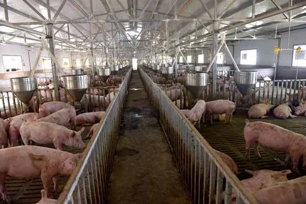 Pig farming requires those common equipment - phoenix